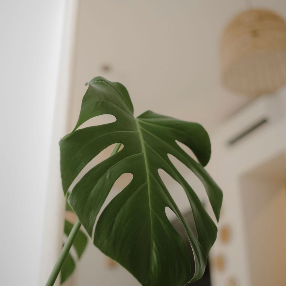 Studio Orenda | Yoga Studio Auchterarder and Crieff